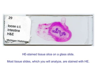 PREPARATION OF HISTOLOGICAL SPECIMENS.pptx