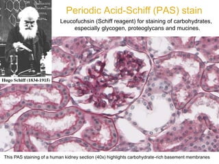 PREPARATION OF HISTOLOGICAL SPECIMENS.pptx