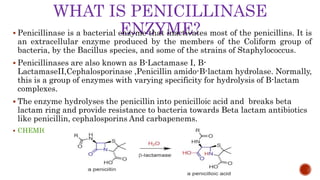 preparation of penicillinase enzyme.pptx