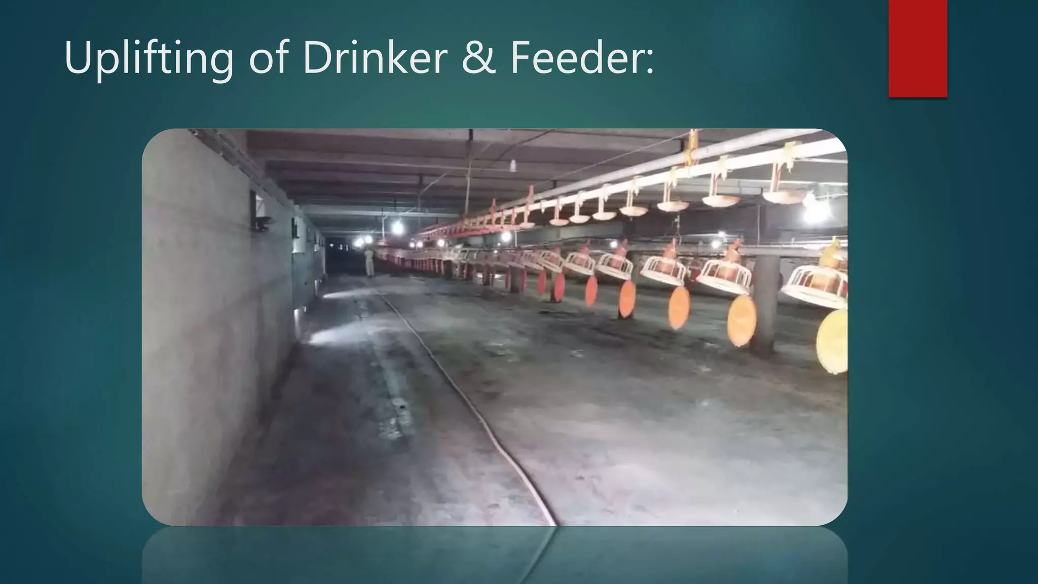 Preparations of Broiler House | PPT