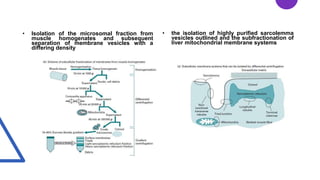 Preparative and analytical centrifugation | PPTX