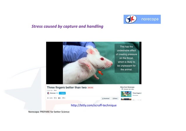 prepare-guidelines important.pdf