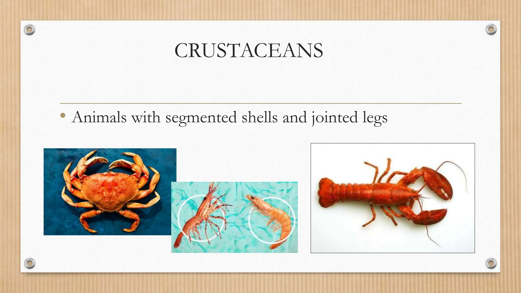 PREPARE AND COOK SEAFOOD DISHES (Processing fish and Principles of ...