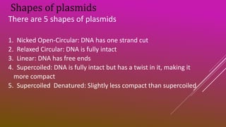 cloning vectors | PPT