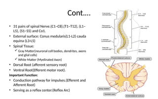 Spinal cord injury Prepared by Eyob and Nejimudin PTI.pptx