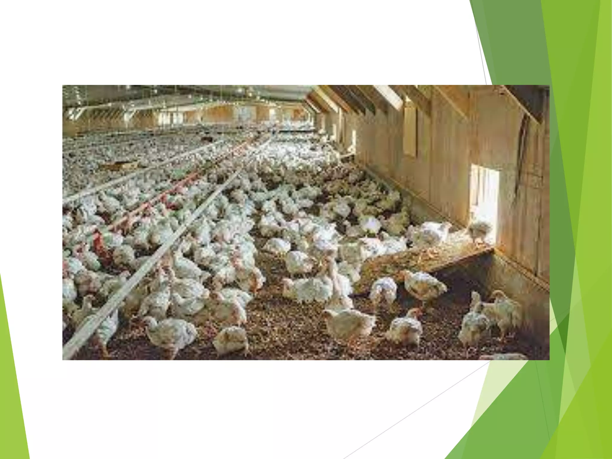 Prepare Poultry and Game Dishes.pptx