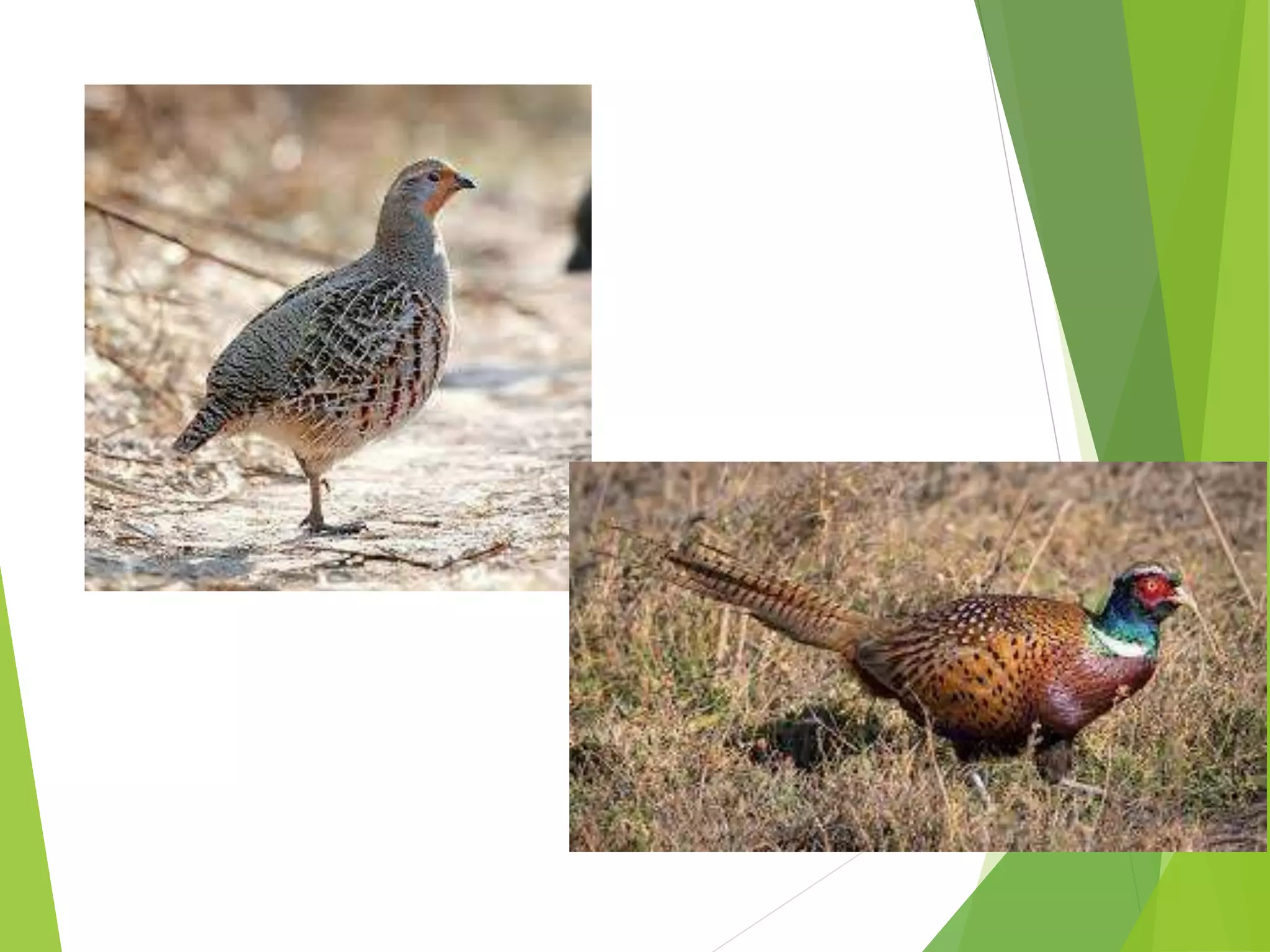 Prepare Poultry and Game Dishes.pptx