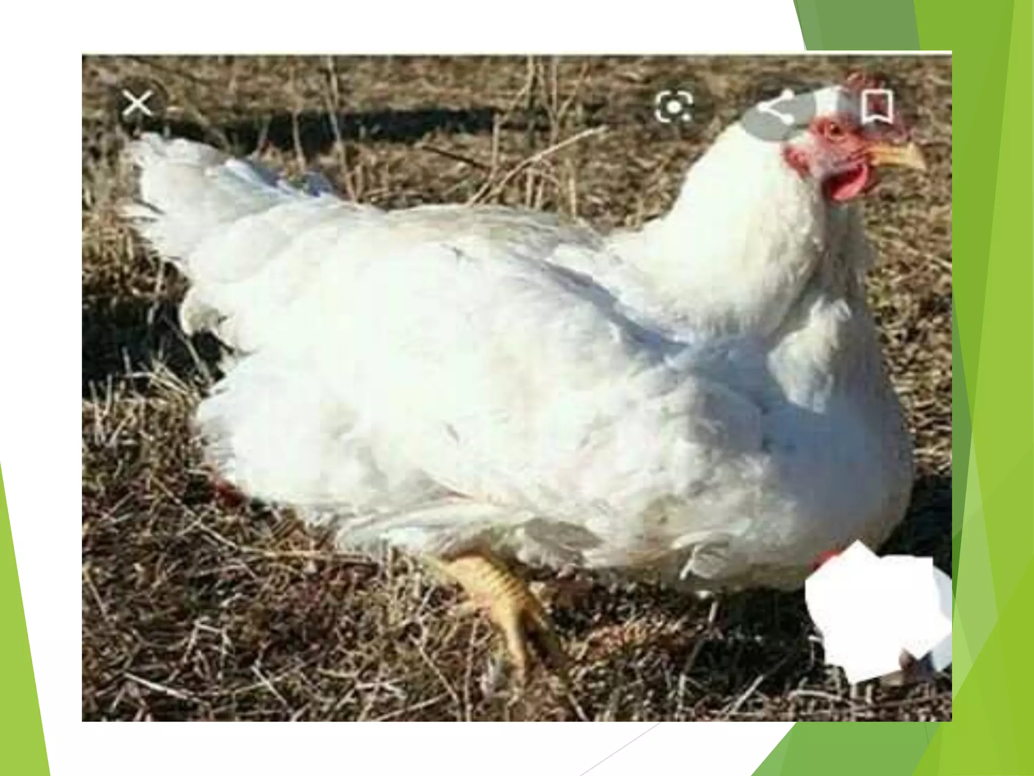 Prepare Poultry and Game Dishes.pptx