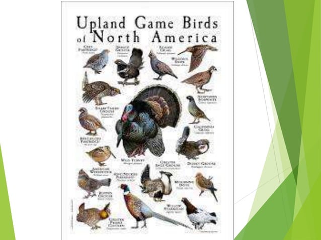 Prepare Poultry and Game Dishes.pptx | Birds | Pets