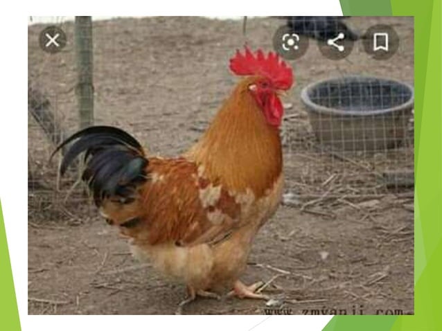Prepare Poultry and Game Dishes.pptx | Birds | Pets