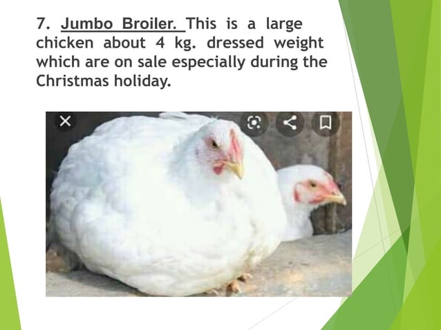 Prepare Poultry and Game Dishes.pptx | Birds | Pets