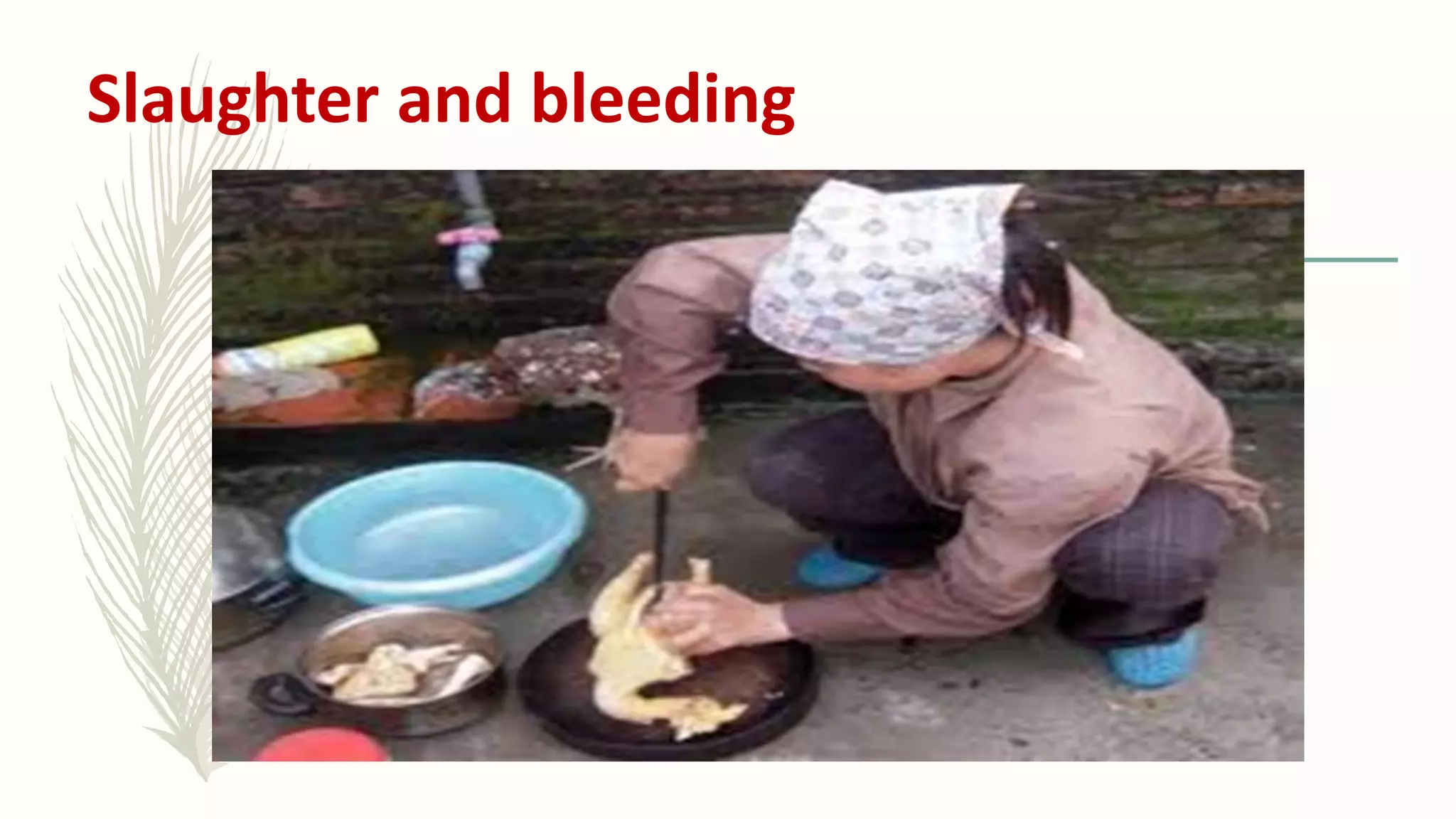 prepare poultry for cooking.pdf