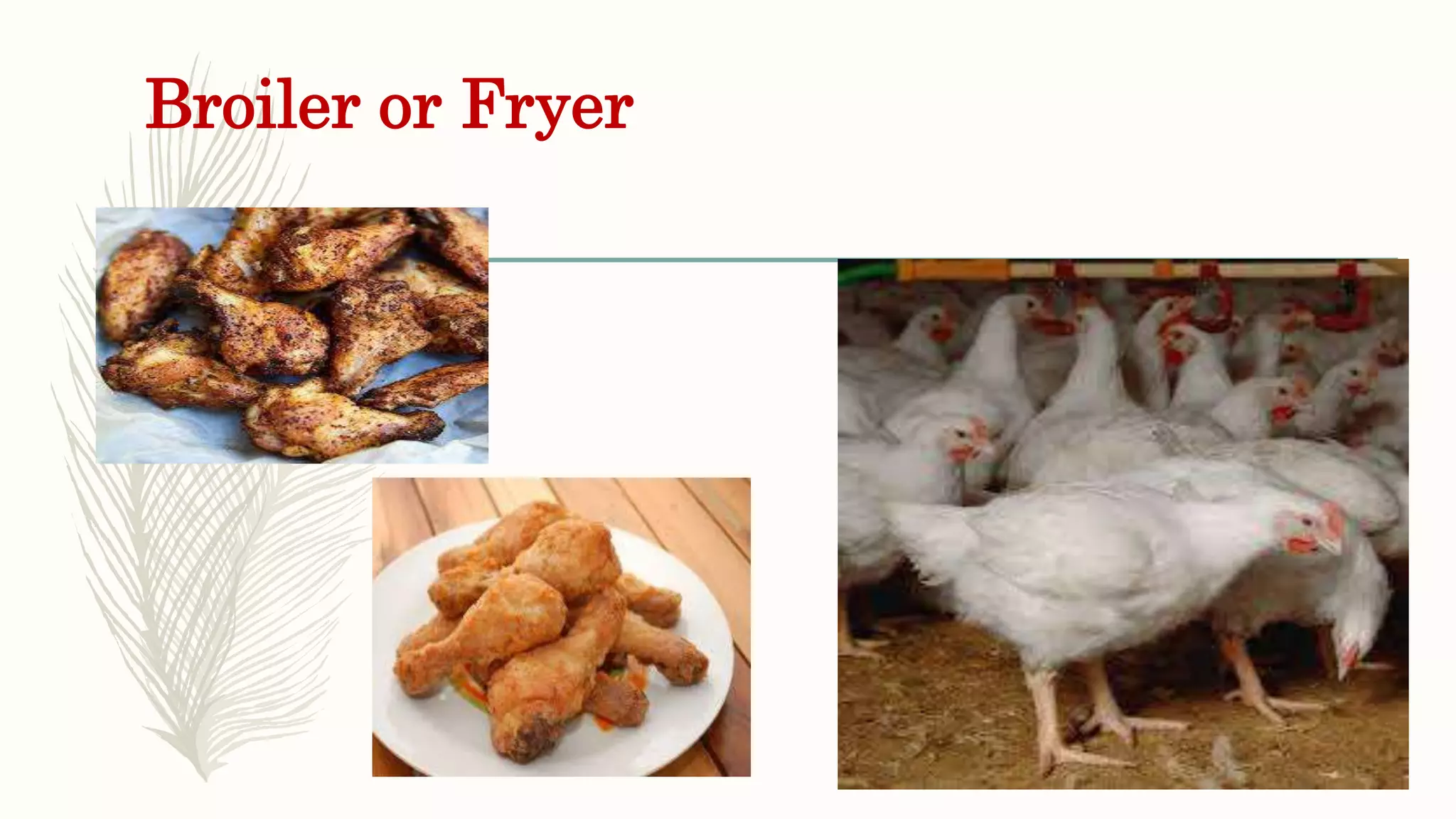 prepare poultry for cooking.pdf