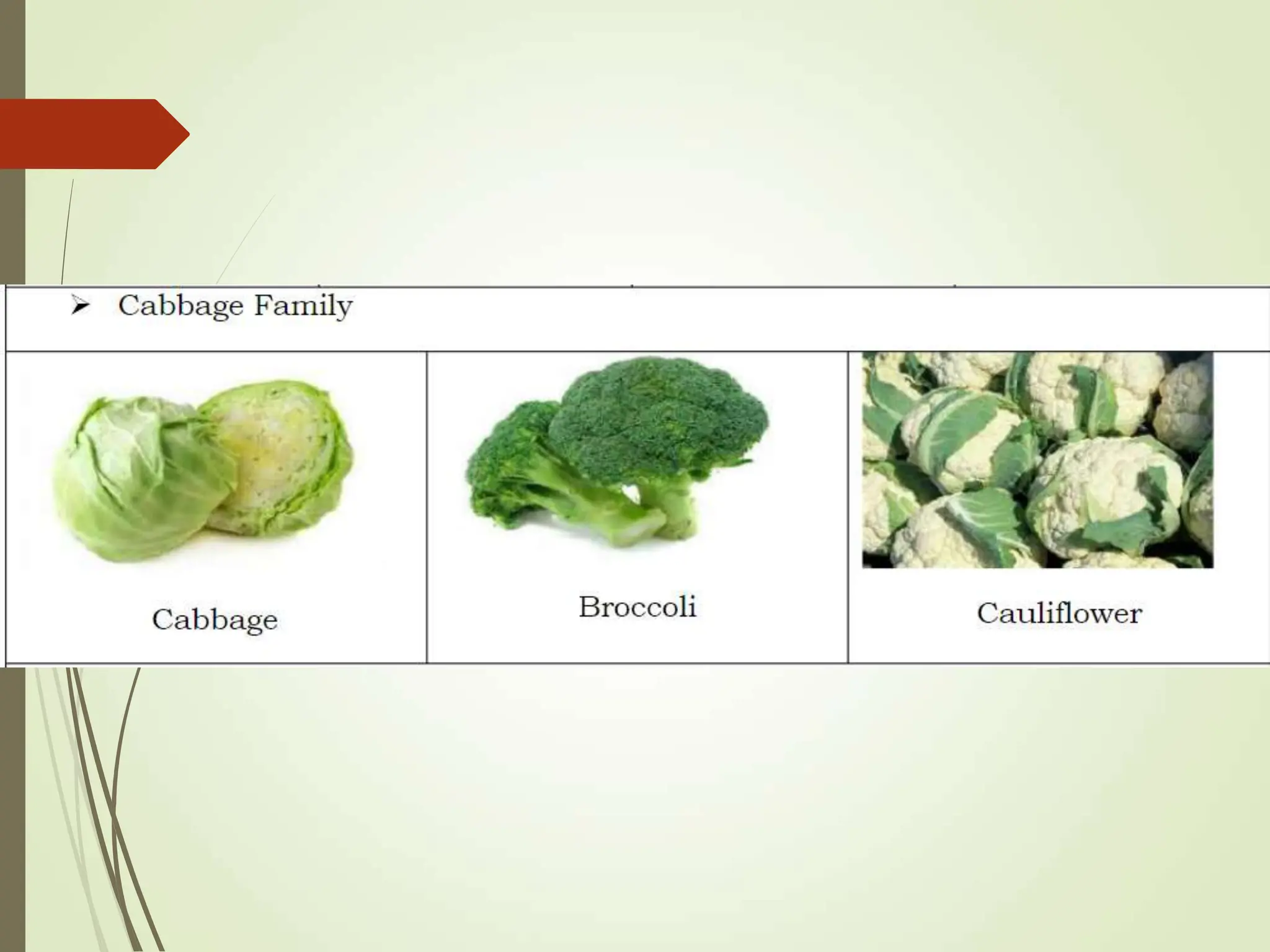 prepare vegetable dishes. ppt. cookery 12 | PPT