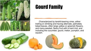 Prepare Vegetable Dishes.pptx*Classification of vegetables * Guidelines ...
