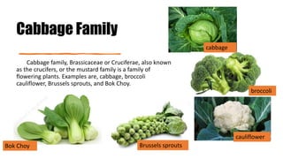 Prepare Vegetable Dishes.pptx*Classification of vegetables * Guidelines ...
