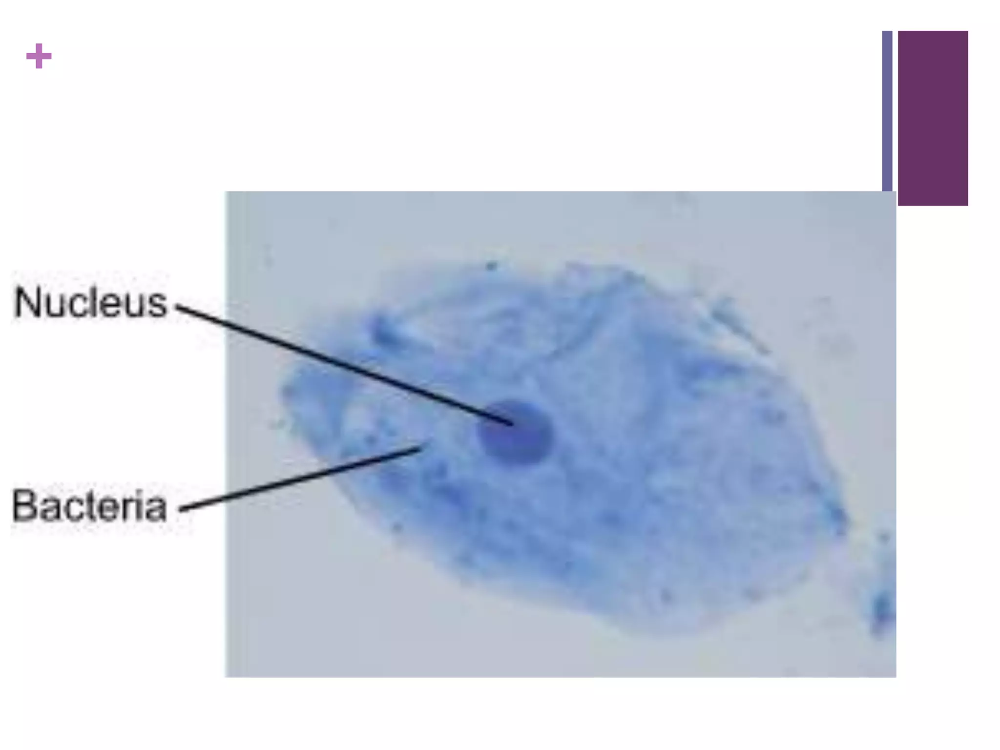Preparing a cheek cell slide | PPTX