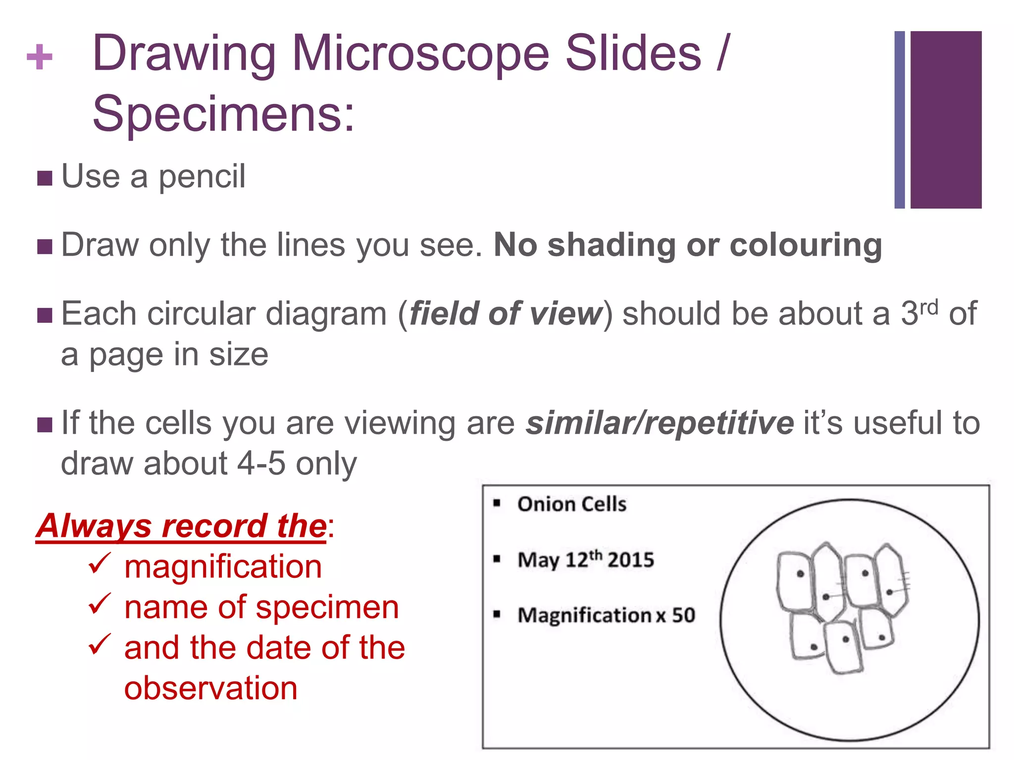 Preparing a cheek cell slide | PPTX
