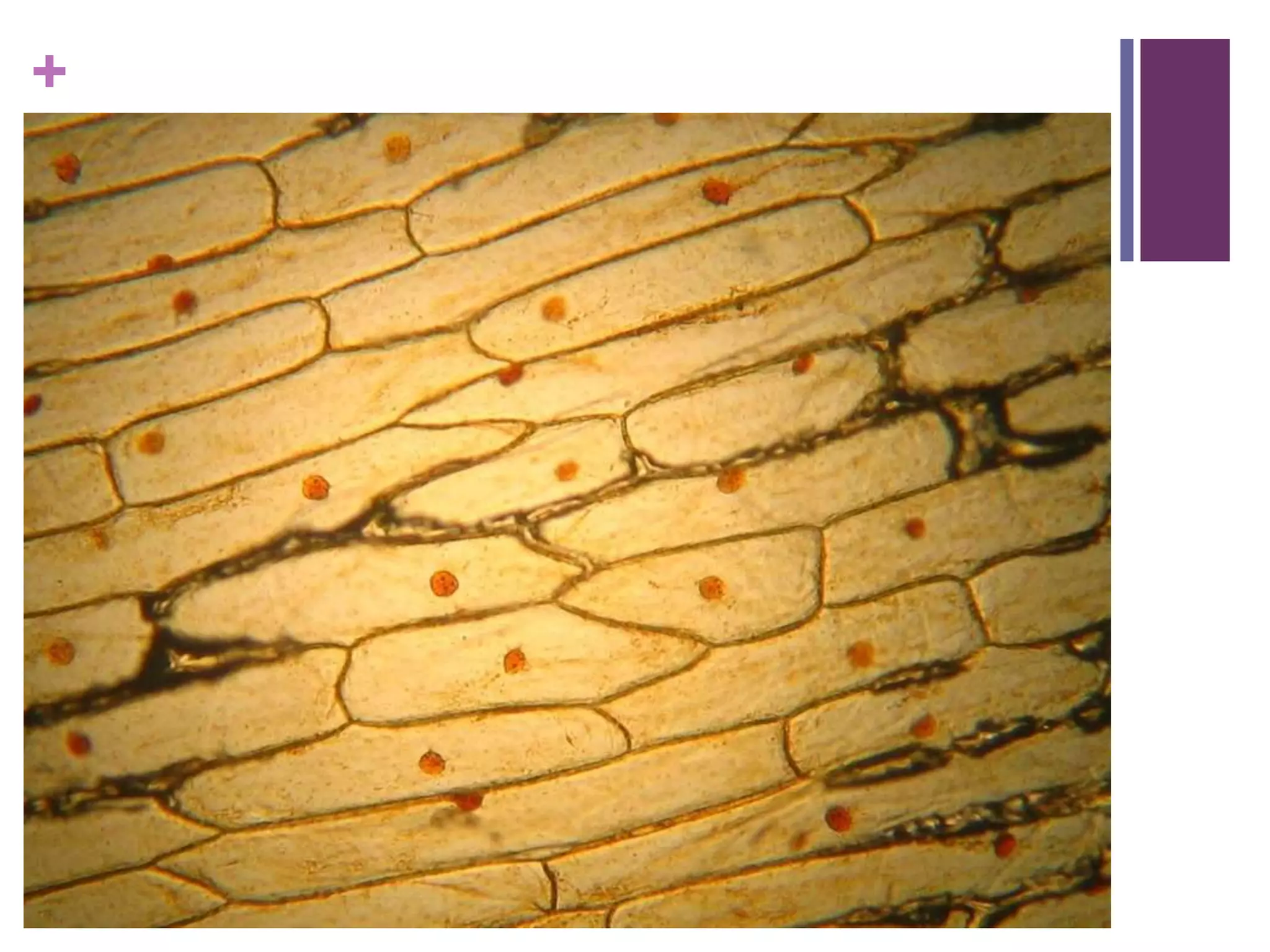 Preparing a cheek cell slide | PPTX