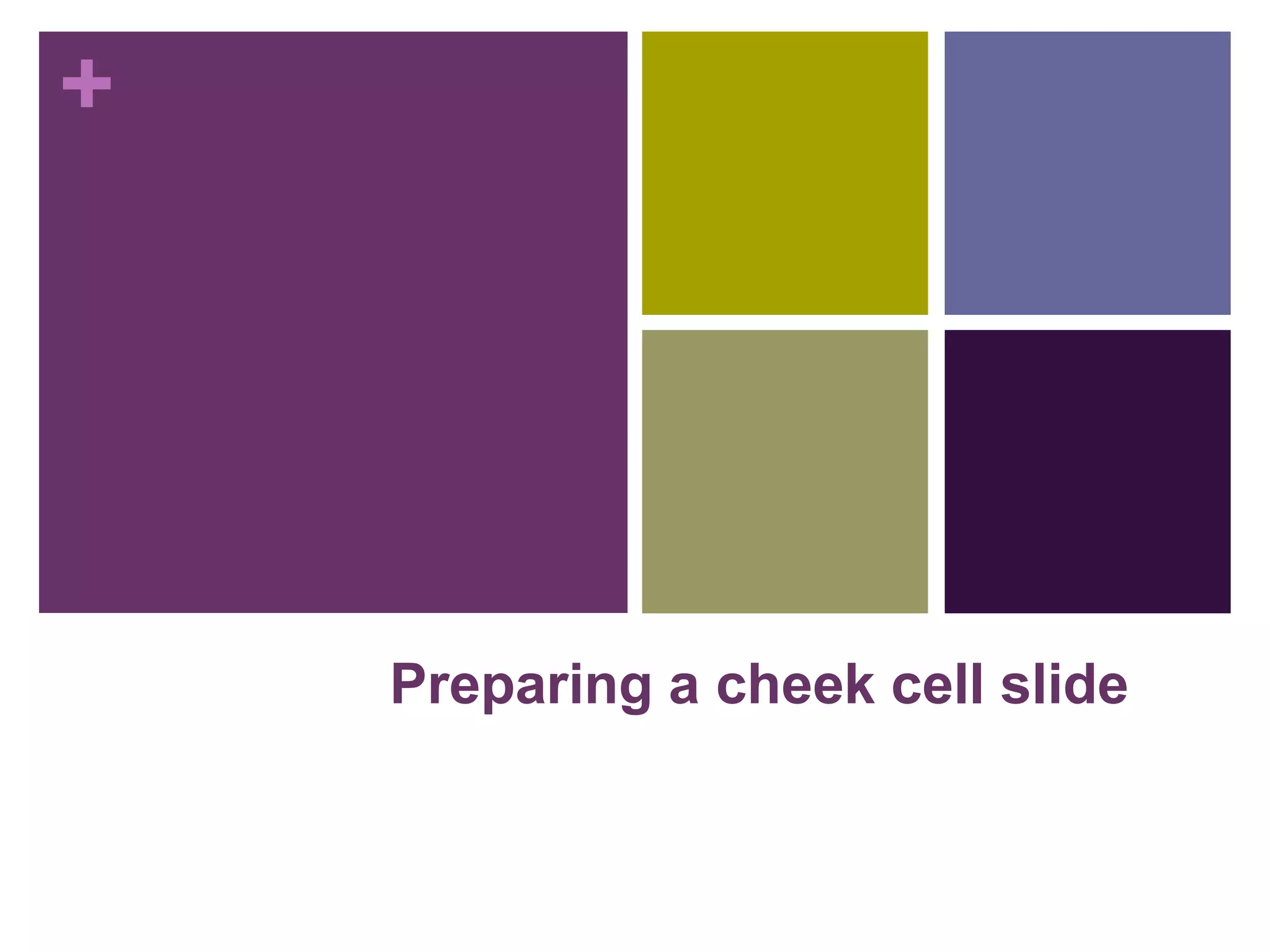 Preparing a cheek cell slide | PPTX