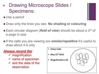 Preparing a cheek cell slide | PPTX
