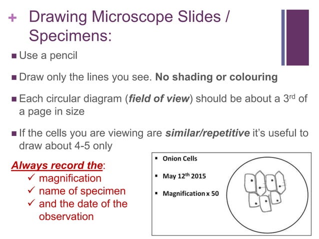 Preparing a cheek cell slide | PPTX