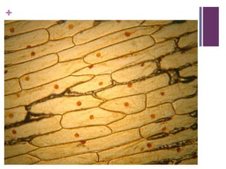 Preparing a cheek cell slide | PPTX