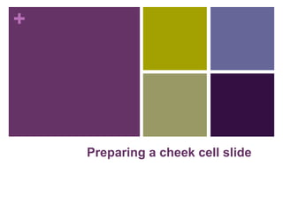 Preparing a cheek cell slide | PPTX