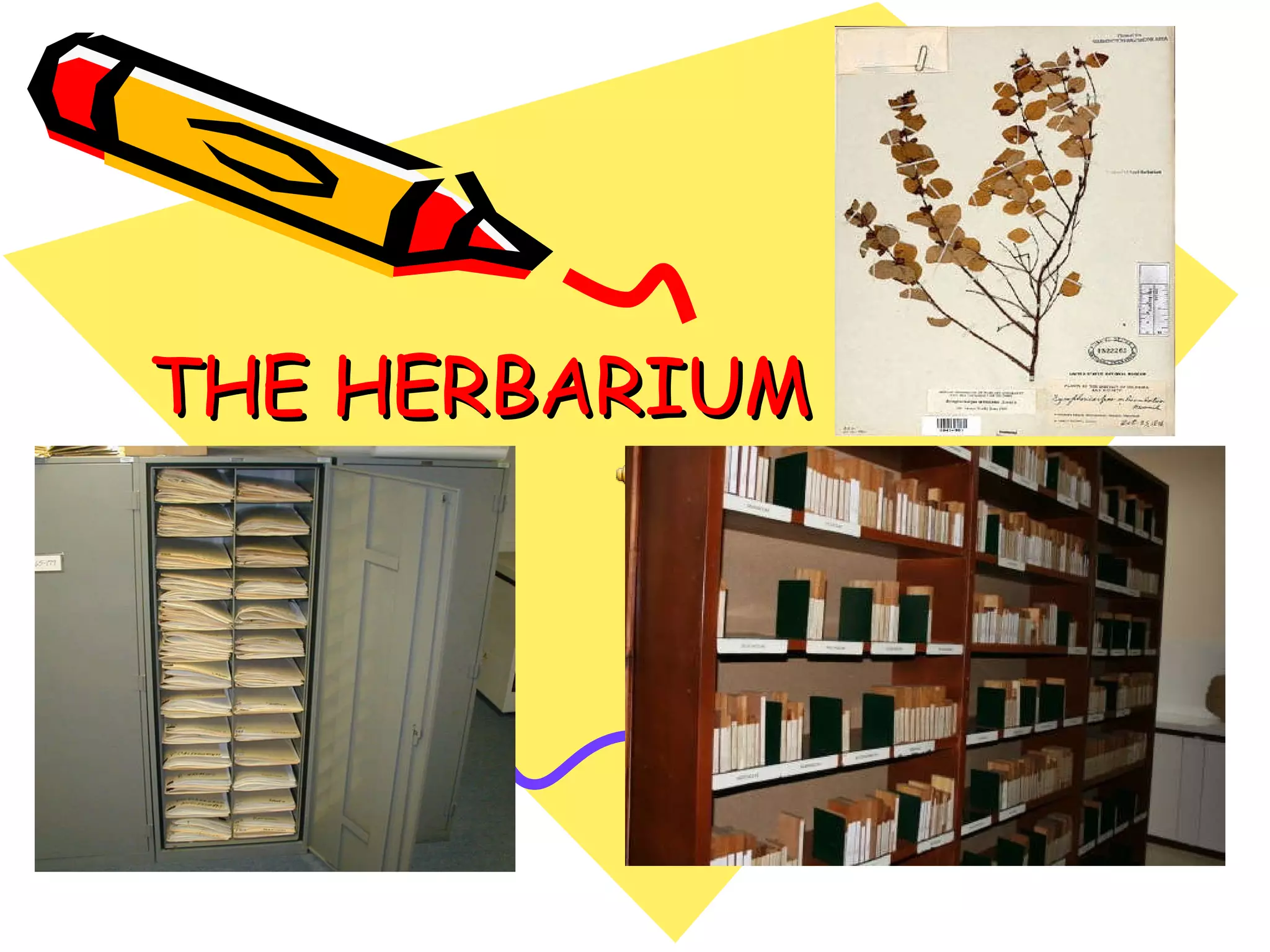 Preparing the herbarium | PPT