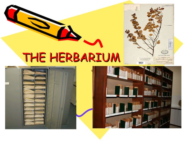 Preparing the herbarium | PPT | Gardening | Home & Garden