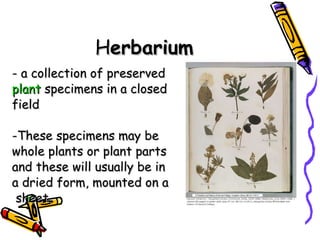 Preparing the herbarium | PPT