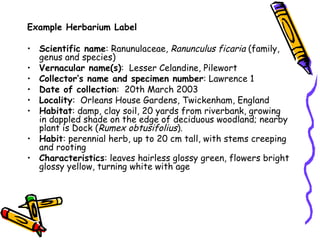 Preparing the herbarium | PPT
