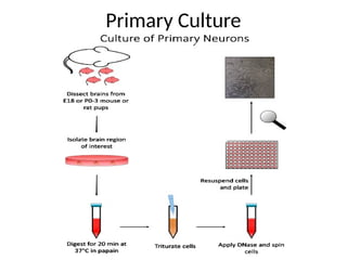 Preperation of Cell Line_animal cell culture.pptx