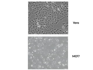 Preperation of Cell Line_animal cell culture.pptx