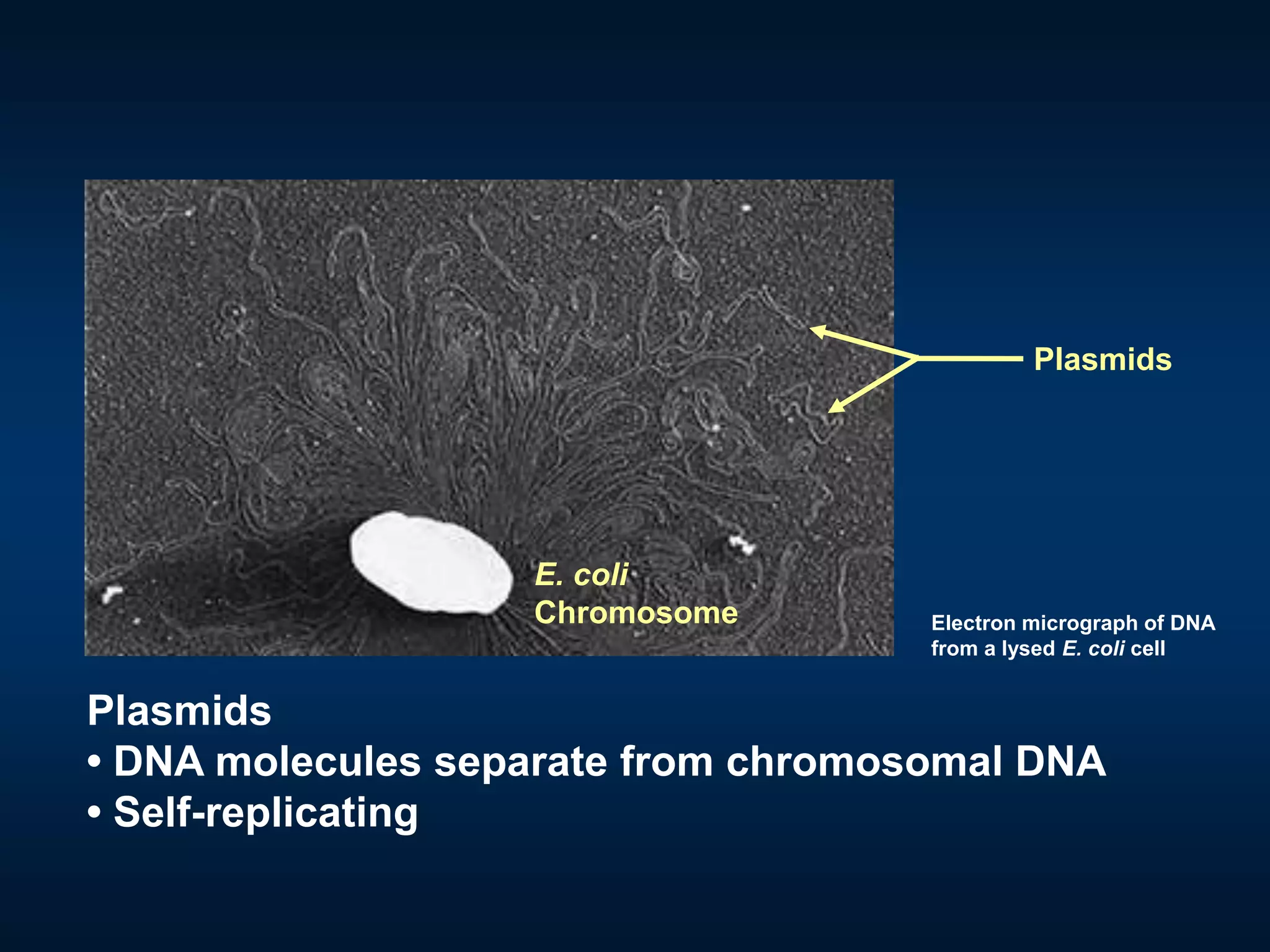 Preparation of plasmid dna by M.Waqas & Noman Hafeez Khosa | PPTX