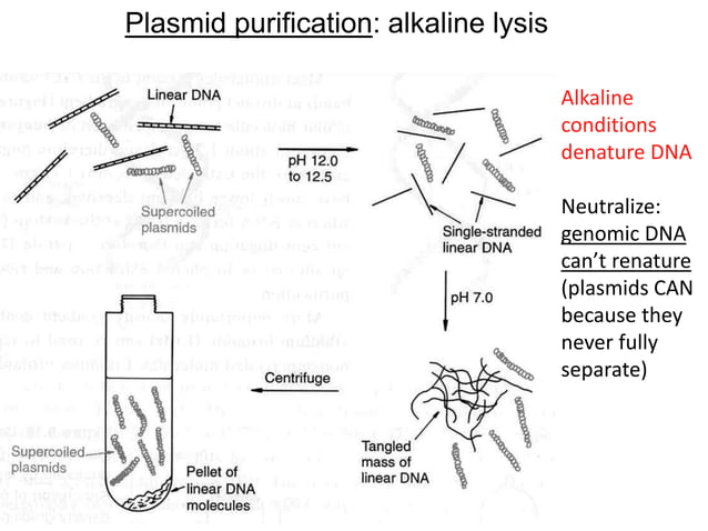 Preparation of plasmid dna by M.Waqas & Noman Hafeez Khosa | PPTX