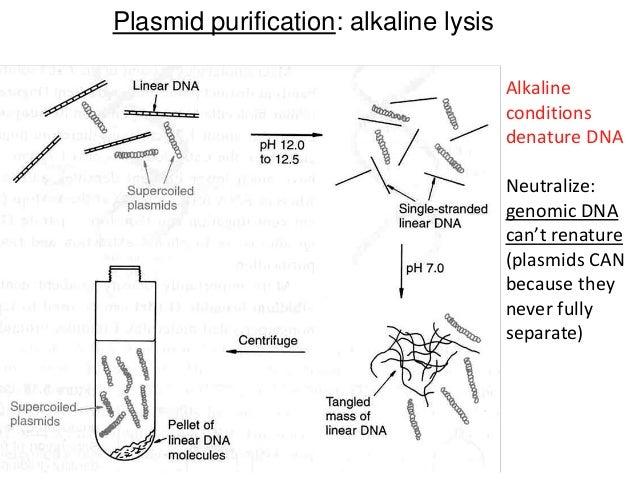 Preparation of plasmid dna by M.Waqas & Noman Hafeez Khosa