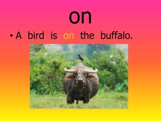 Prepositions | PPTX