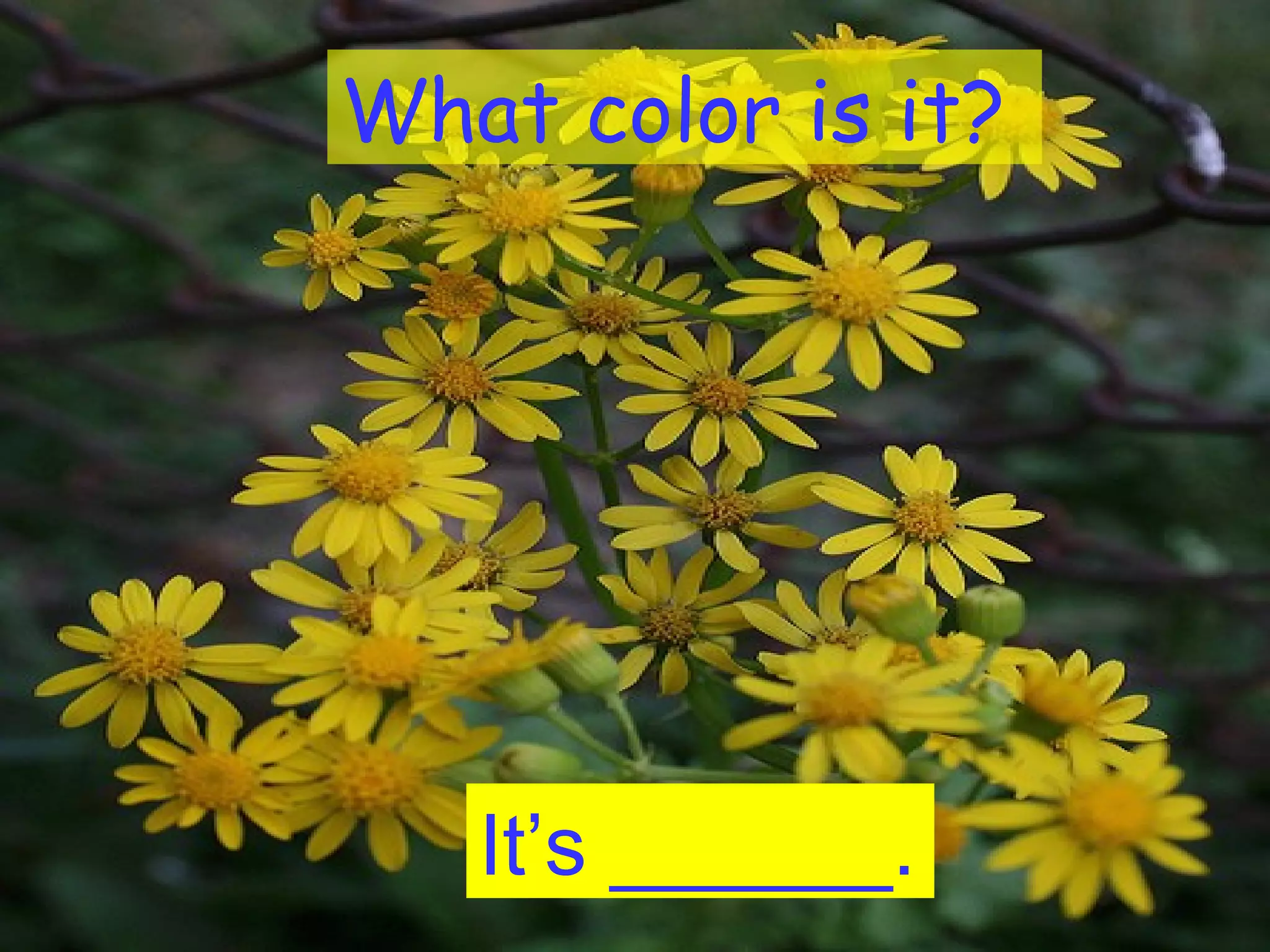 Prepositions & Colors 練習 | PPT