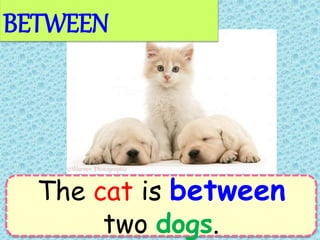 Prepositions of place | PPTX