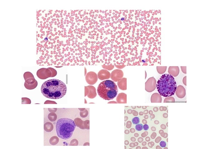 Prepration and staining of blood film | PPT