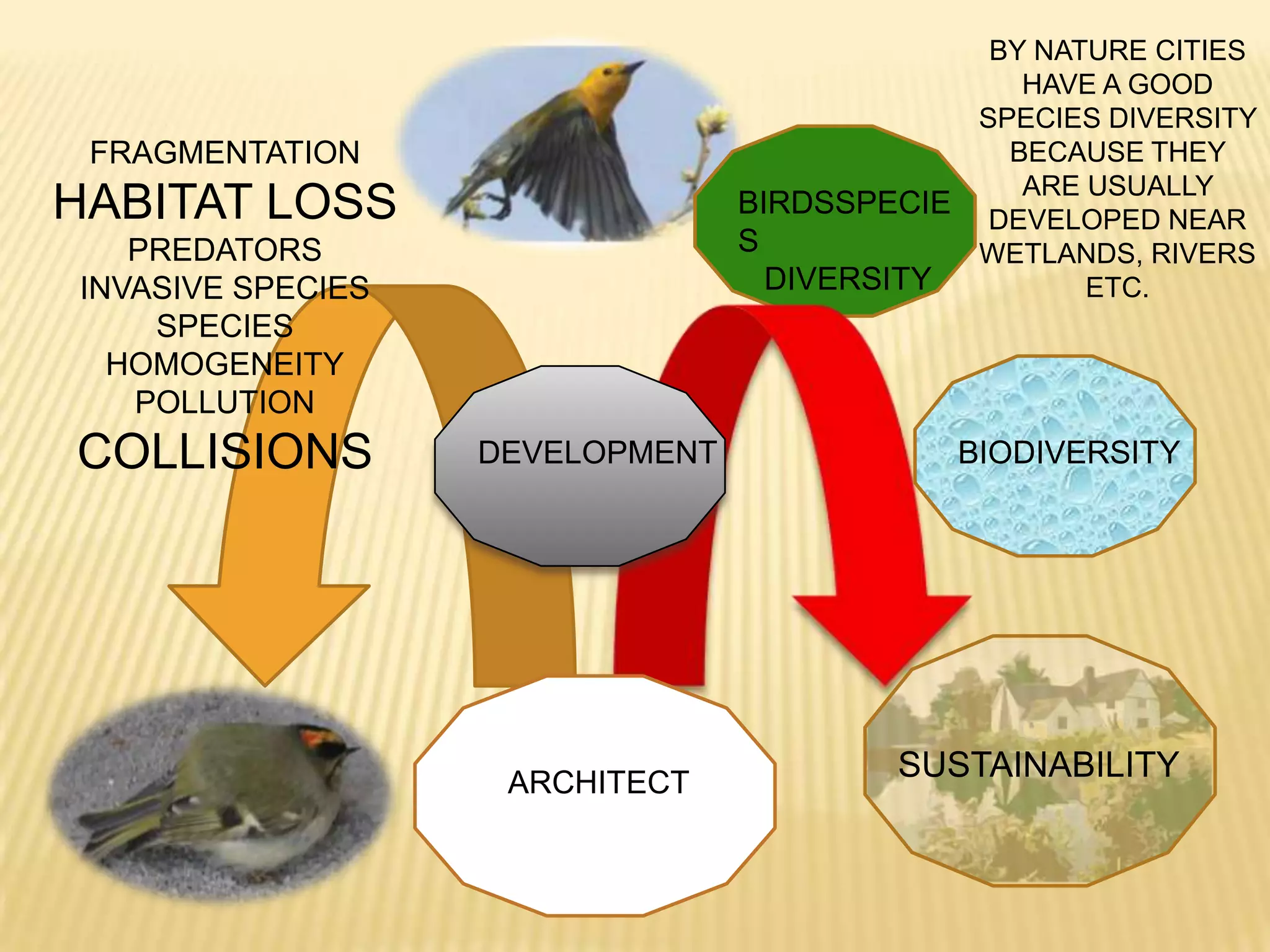 Bird Friendly Architecture | PPTX
