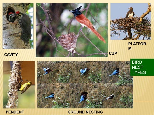 Bird Friendly Architecture | PPTX