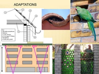 Bird Friendly Architecture | PPTX