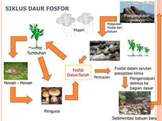 DAUR FOSOR | PPTX