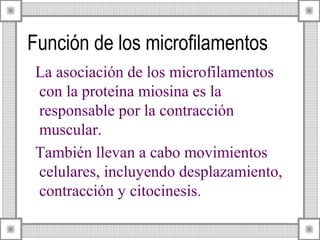 Pres 17-citoesqueleto | PPT