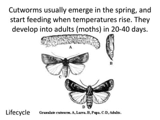 Cutworm Life Cycle