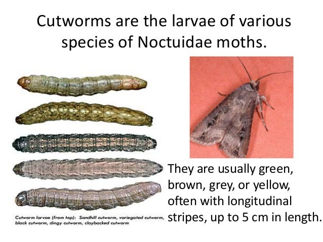 Cutworms