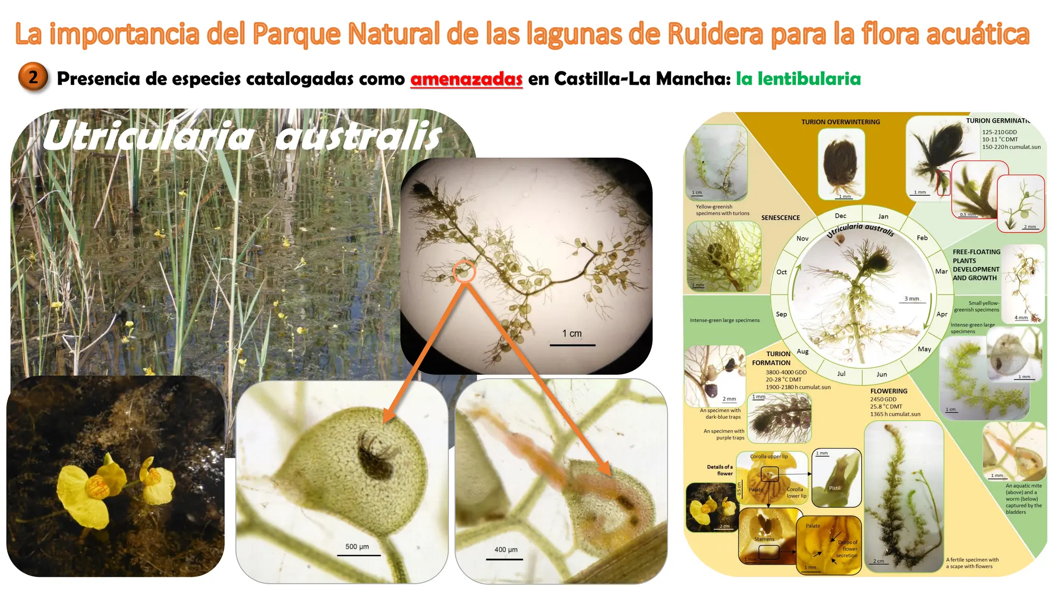 Macrofitas acuaticas sumergidas conservacion | PDF