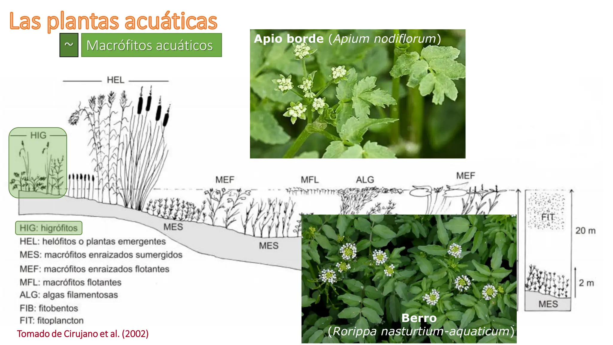 Macrofitas acuaticas sumergidas conservacion | PDF